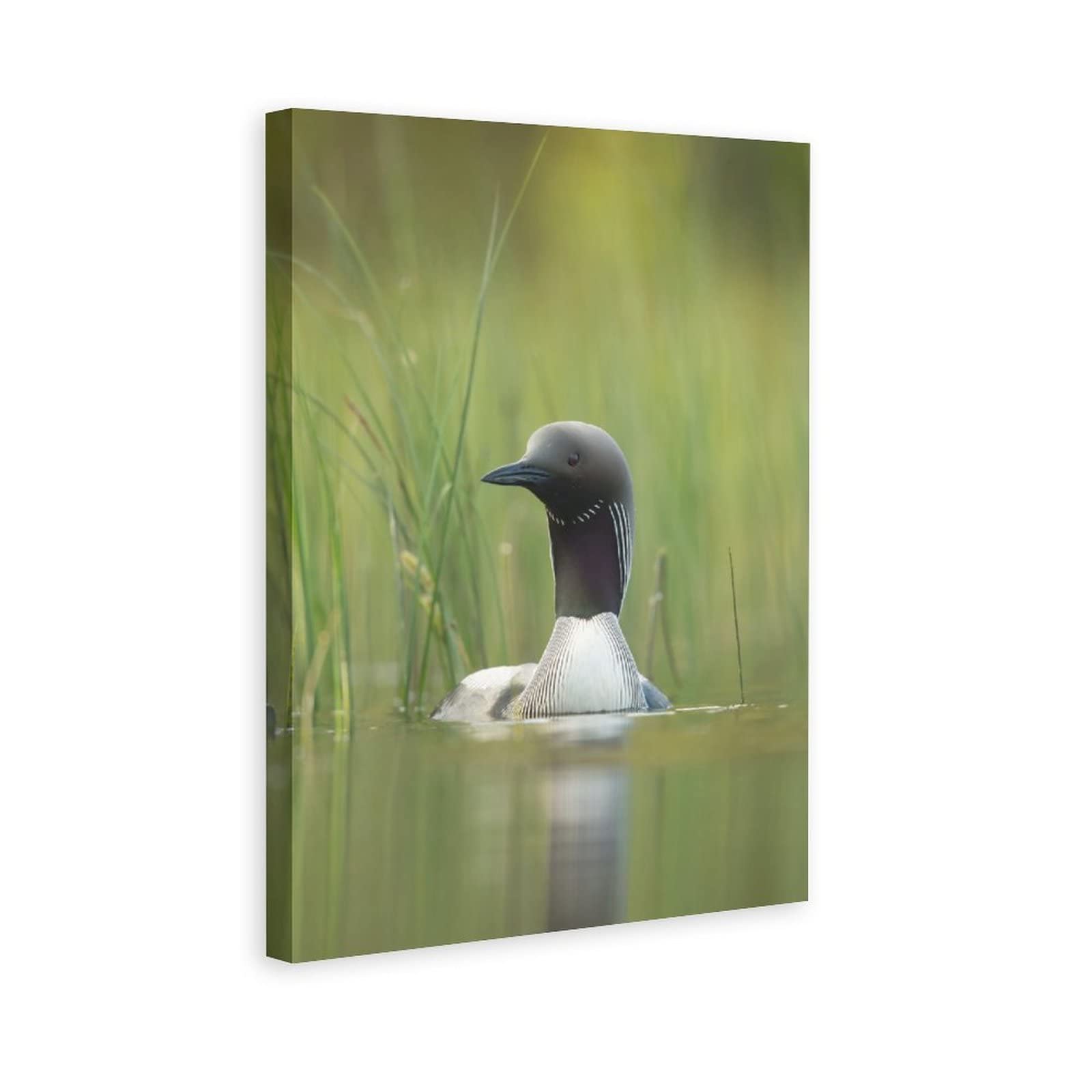 Black Throated Loon Birds Canvas Poster Bedroom Decor Sports Landscape Office Room Decor Gift,Canvas Poster Wall Art Decor Print Picture Paintings for Living Room Bedroom Decoration 8x12inchs(20x30cm)