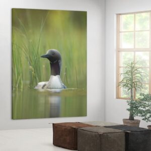 Black Throated Loon Birds Canvas Poster Bedroom Decor Sports Landscape Office Room Decor Gift,Canvas Poster Wall Art Decor Print Picture Paintings for Living Room Bedroom Decoration 8x12inchs(20x30cm)