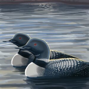 Lantern Press New Hampshire, Common Loon, (24x36 Wrapped Canvas, Wall Decor, Artwork)