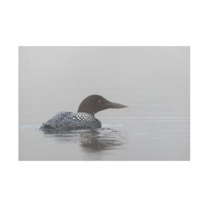 trademark fine art 'common loon in early morning fog' canvas art by jim cumming