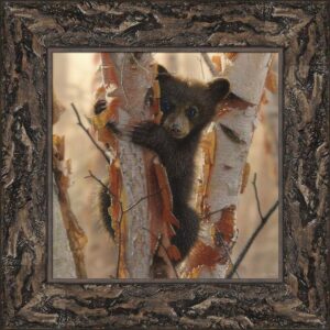 home cabin décor curious cub ii by collin bogle 25x25 baby bear sitting in birch tree framed art print picture