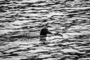 swimming loon on water bird photography unframed black and white print nature photo silver gray wall art monochrome home decor