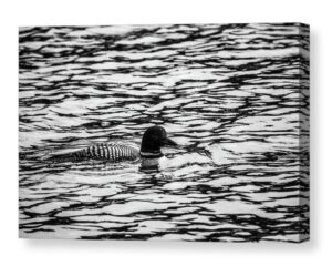 black and white canvas print nature photo swimming loon on water bird photography silver gray wall art monochrome home decor ready to hang