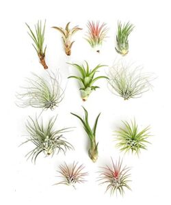 shop succulents | assorted collection of tropical tillandsia air plant kit, hand selected variety pack | collection of 12