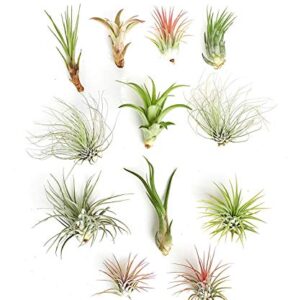 Shop Succulents | Assorted Collection of Tropical Tillandsia Air Plant Kit, Hand Selected Variety Pack | Collection of 12