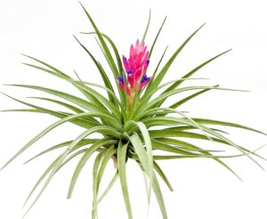 ragnaroc air plants - flowering tillandsia stricta large 5" - 1ct - live arrival guaranteed - house plants for home decor & gift