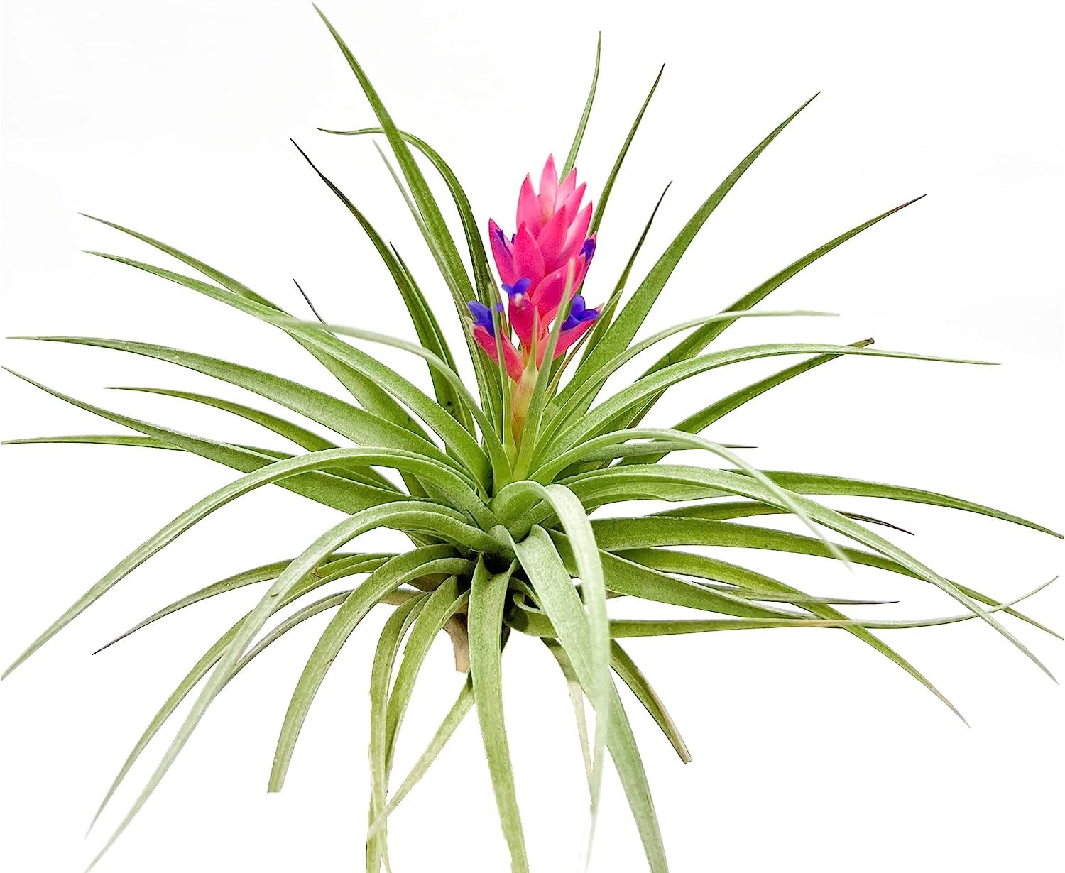 ragnaroc Air Plants - Flowering Tillandsia Stricta Large 5" - 1ct - Live Arrival Guaranteed - House Plants for Home Decor & Gift