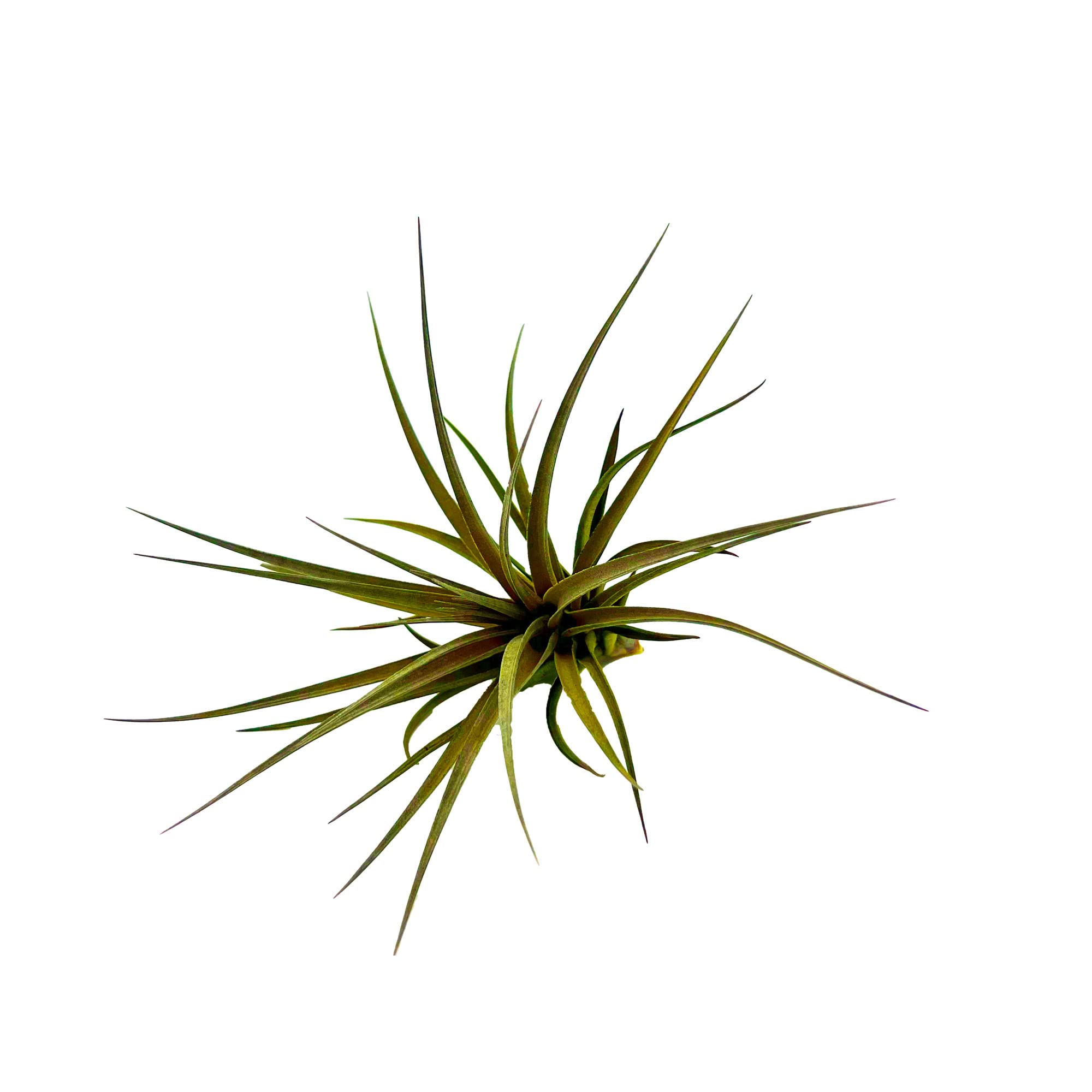 ragnaroc Air Plants - Flowering Tillandsia Stricta Large 5" - 1ct - Live Arrival Guaranteed - House Plants for Home Decor & Gift