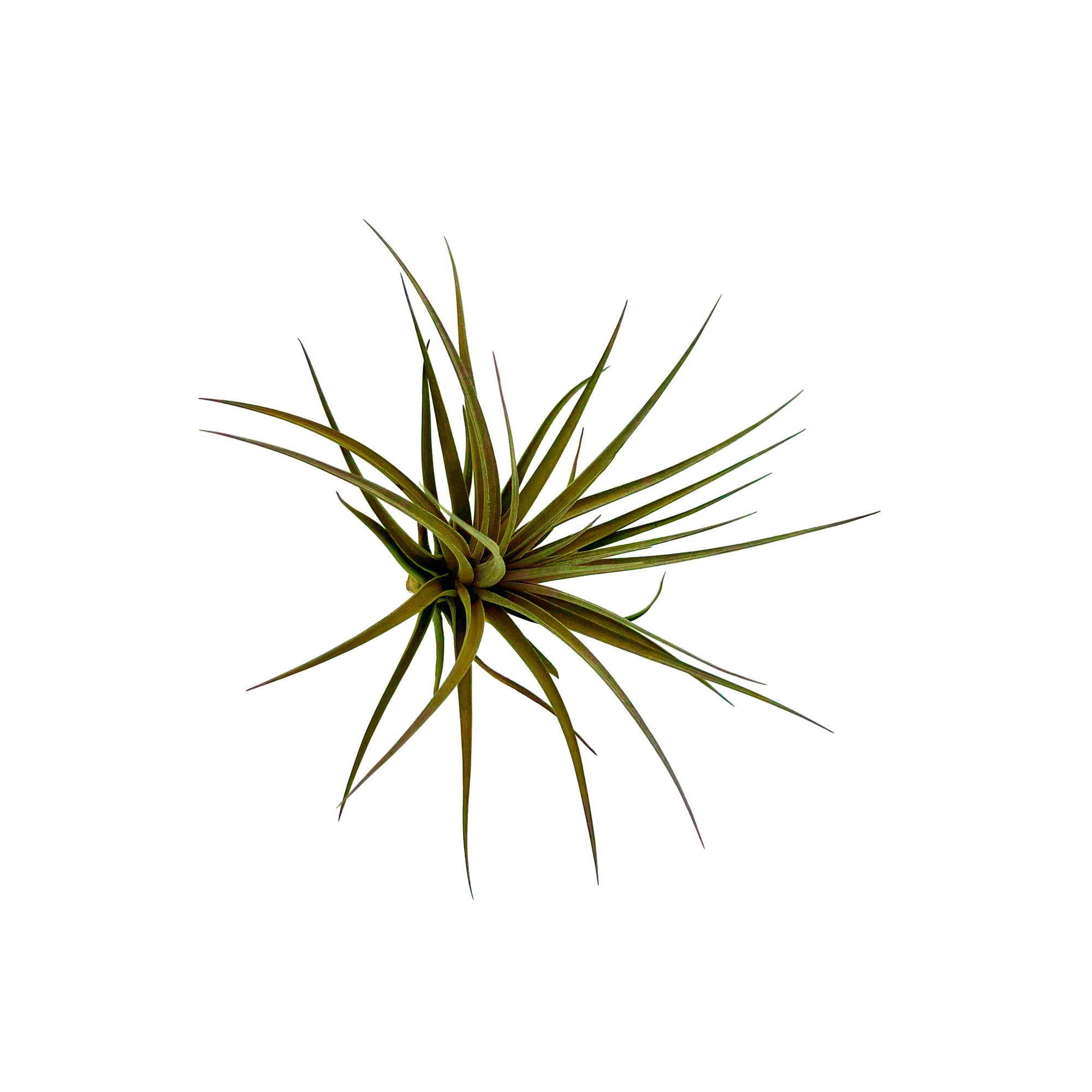 ragnaroc Air Plants - Flowering Tillandsia Stricta Large 5" - 1ct - Live Arrival Guaranteed - House Plants for Home Decor & Gift