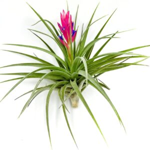 ragnaroc Air Plants - Flowering Tillandsia Stricta Large 5" - 1ct - Live Arrival Guaranteed - House Plants for Home Decor & Gift