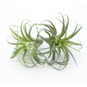 zjcilected 2pcs artificial flocking tillandsia air plants faux succulents bromeliads for indoor/outdoor garden and home decor, terrarium decorations, arrangements, office, and displays(small)