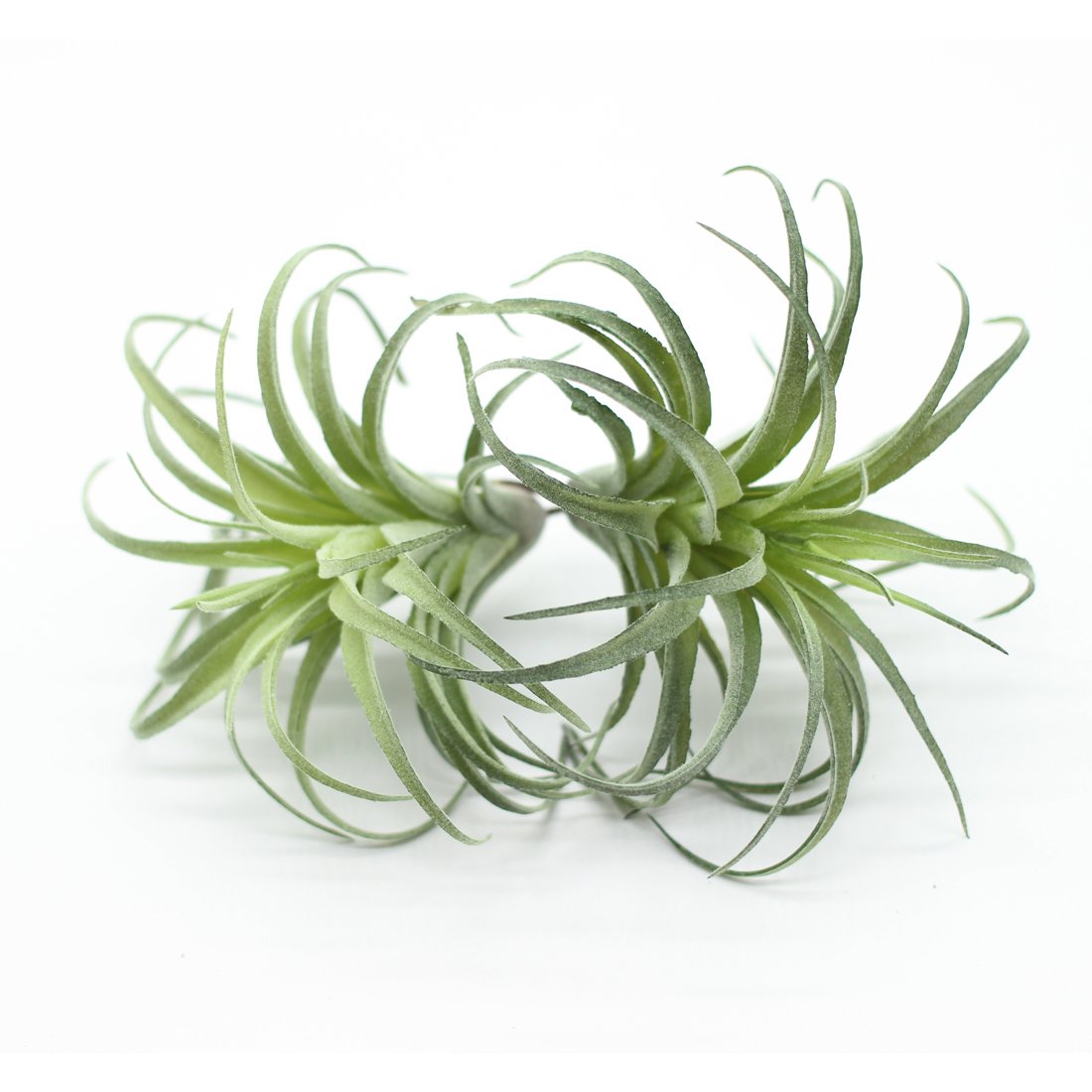 ZJCilected 2PCS Artificial Flocking Tillandsia Air Plants Faux Succulents Bromeliads for Indoor/Outdoor Garden and Home Decor, Terrarium Decorations, Arrangements, Office, and Displays(Small)