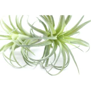 ZJCilected 2PCS Artificial Flocking Tillandsia Air Plants Faux Succulents Bromeliads for Indoor/Outdoor Garden and Home Decor, Terrarium Decorations, Arrangements, Office, and Displays(Small)