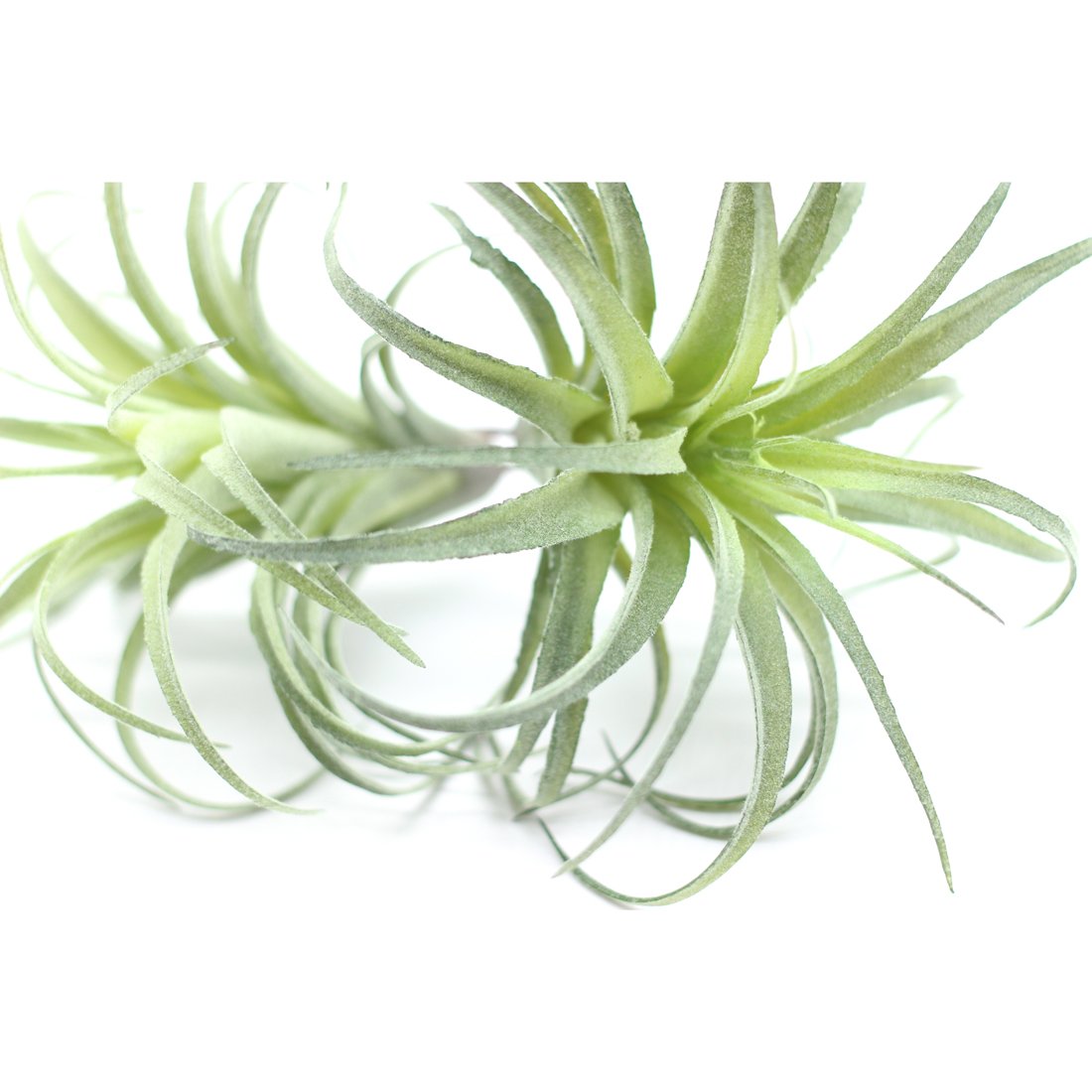 ZJCilected 2PCS Artificial Flocking Tillandsia Air Plants Faux Succulents Bromeliads for Indoor/Outdoor Garden and Home Decor, Terrarium Decorations, Arrangements, Office, and Displays(Small)