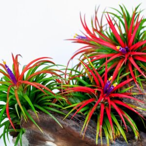 air plants live, 10 red tillandsia air plants live houseplants for growing indoors outdoors, 2 to 3 inches tall, tillandsia plants live, live air plants