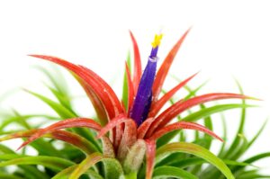 live tillandsia ionantha fuego 2" - 3" air plant fast growing, easy care, low maintenance, indoor or outdoor by awesome industries (1 pack fuego xl)