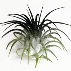 ionantha guatemala tillandsia air plant, guatemala tillandsia live airplant, healthy arrival guaranteed, great indoor plant (black)