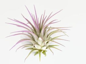 air plants ionantha - colors and shape varies due to seasonality-live tillandsia succulent house plants - home and garden decor-easy care plants (purple)