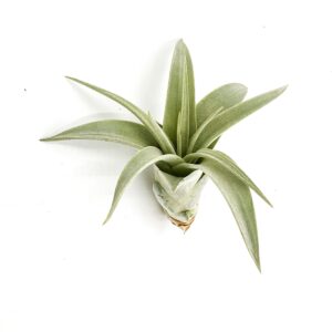 ragnaroc live air plant - tillandsia xerographica pup, regular 2-4” – 1 ct - ideal for gifts & presents, live indoor plants & live house-plants – live plants for home décor