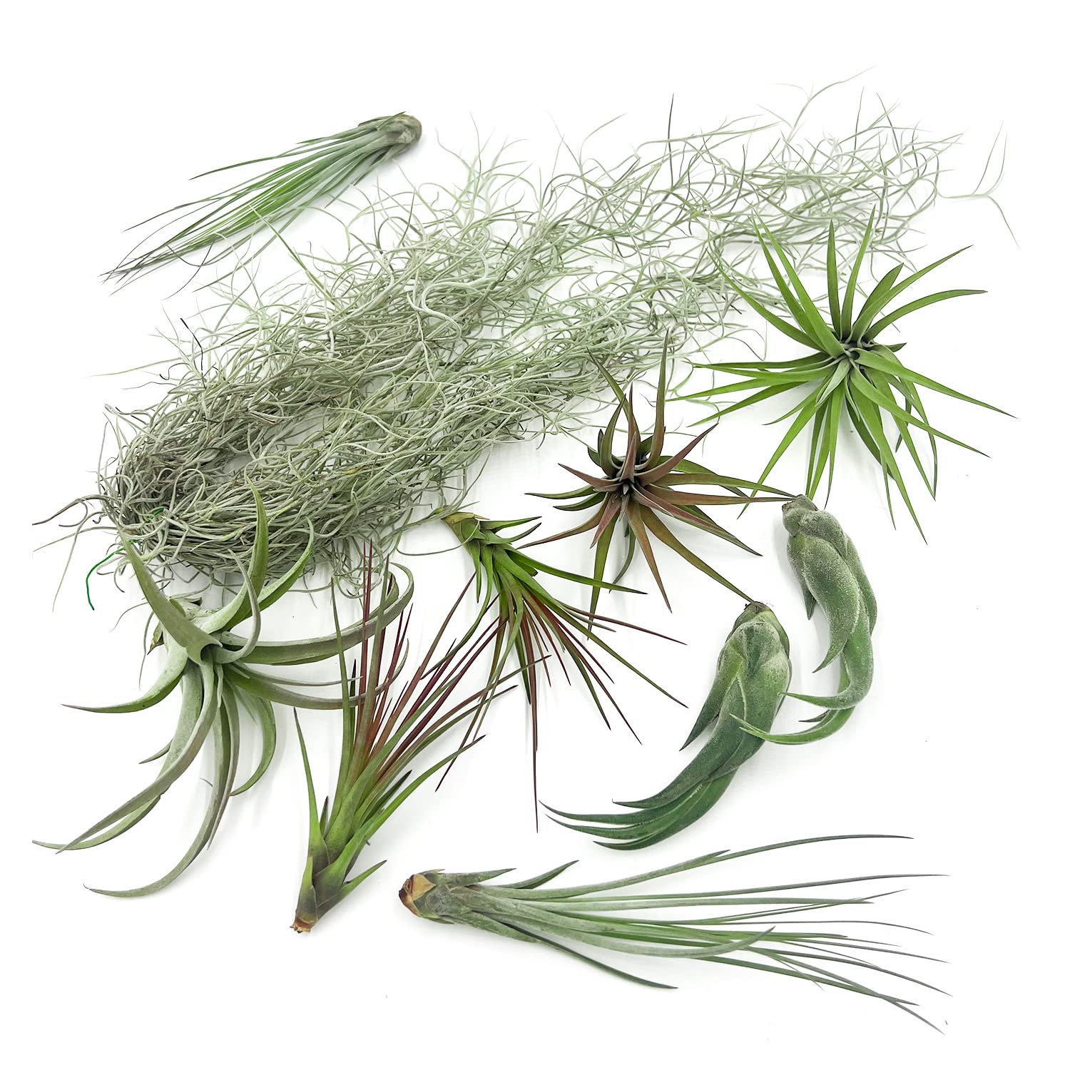 ragnaroc Live Air Plants - Tillandsia Gift Box TOR Variety Pack - 10 Count Large 3-5 inches – Live Indoor Plants & Live 15 inch Spanish Moss – Live Plants for Home décor, Live Arrival Guaranteed