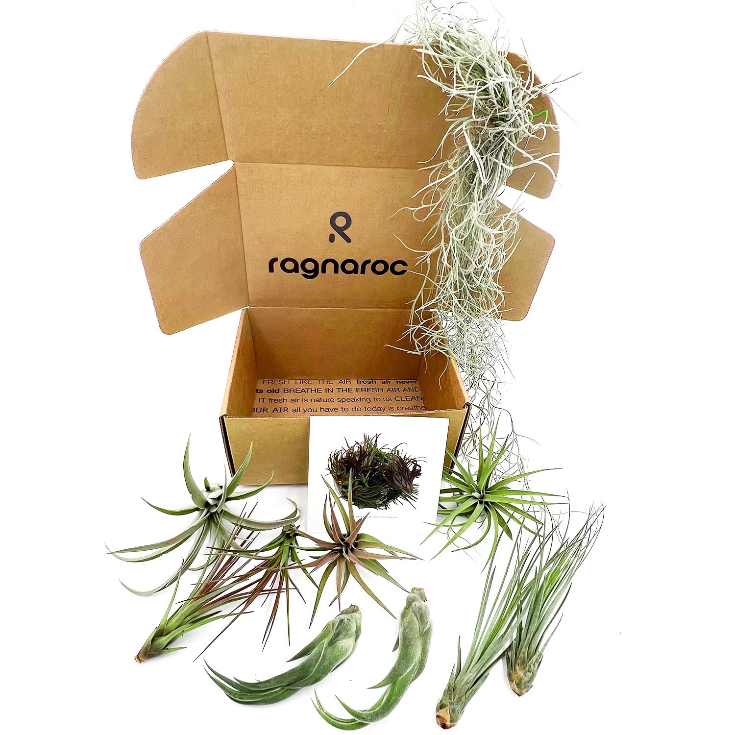 ragnaroc Live Air Plants - Tillandsia Gift Box TOR Variety Pack - 10 Count Large 3-5 inches – Live Indoor Plants & Live 15 inch Spanish Moss – Live Plants for Home décor, Live Arrival Guaranteed