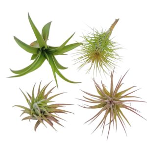 4 live air plants, hand selected assorted variety of species, tropical houseplants for home décor and diy terrariums (4-pack)