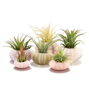 6 pieces hanging sea urchin hanging air plant holder mini shell hanging pot assorted colors 6 styles cute succulent display container with rustic rope for garden beach theme party for craft and decor