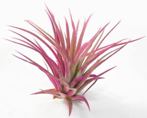 small air plants - colored ionantha rubra -ionantha guatemala tillandsia air plant, guatemala tillandsia live airplant (pink)