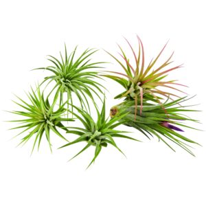 it blooms rainforest grown 5 pack ionantha mexican air plants assorted sizes - live tillandsia - 30 day guarantee