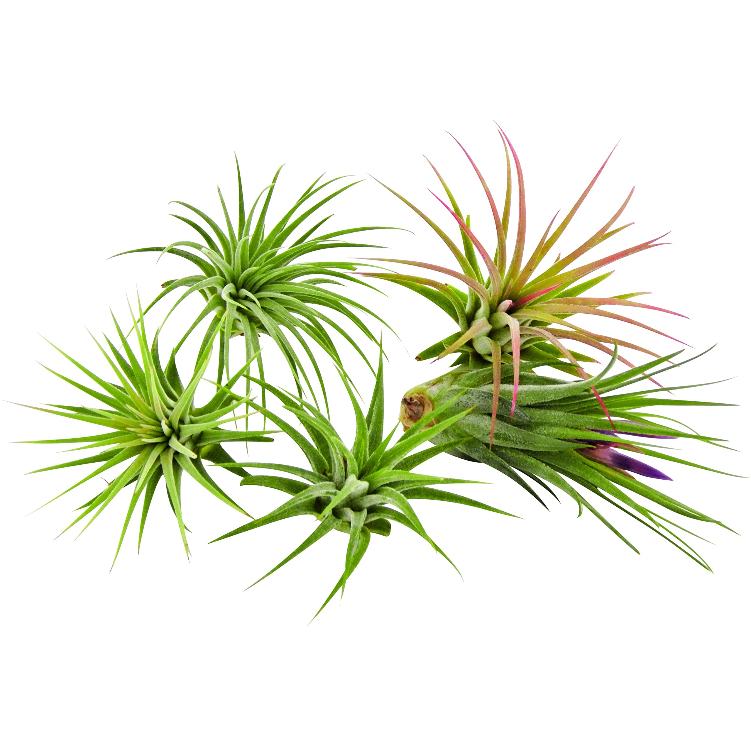 It Blooms Rainforest Grown 5 Pack Ionantha Mexican Air Plants assorted sizes - Live Tillandsia - 30 Day Guarantee