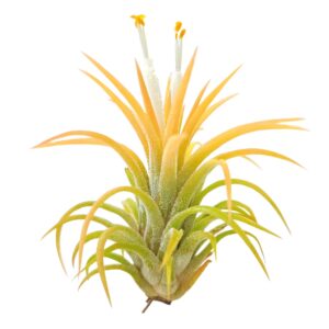 live air plants - ionantha druid - 2 to 3 inch air plant - color & form varies by season - 30 day guarantee on tillandsia from the drunken gnome (one size 2-3") (1)