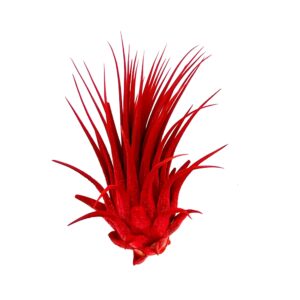 ragnaroc air plants - dyed tillandsia ionantha, regular 2-3" - 1ct - live arrival guaranteed - house plants for home decor & gift, jule red