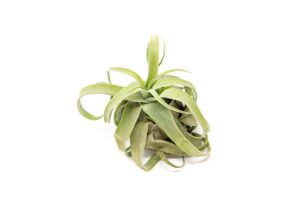 medium air plants streptophylla - live tillandsia succulent house plants - available in wholesale and bulk - home and garden decor - easy care indoor and outdoor plants (pack of 1)