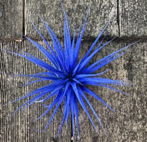 live extra large tillandsia ionantha guatemala colorful air plant 3+ inch enhanced color easy care indoor outdoor home decor gift airplant by awesome industries (deep blue xl)