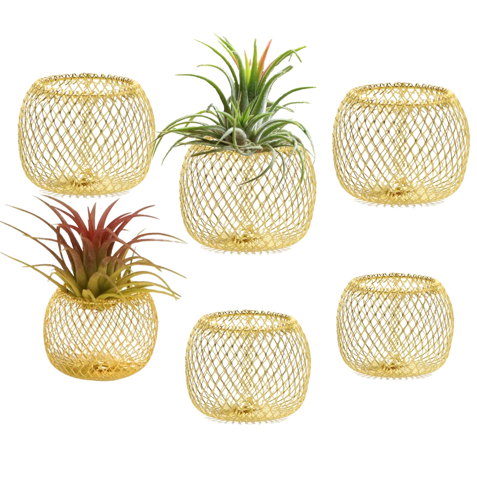 Newwe 6 x Gold Air Plant Holders Metal Airplant Pot Air Plants Planter Tillandsia Display for Home Office