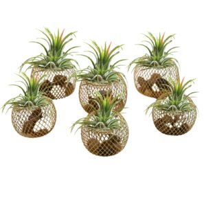 Newwe 6 x Gold Air Plant Holders Metal Airplant Pot Air Plants Planter Tillandsia Display for Home Office