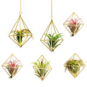 libproqia 6 pack hanging air plant holders geometric twisted wire tillandsia hangers metal air ferns containers,2 small airplant hangers and 4 airfern stands dsiplay for himmeli decor indoor,gold