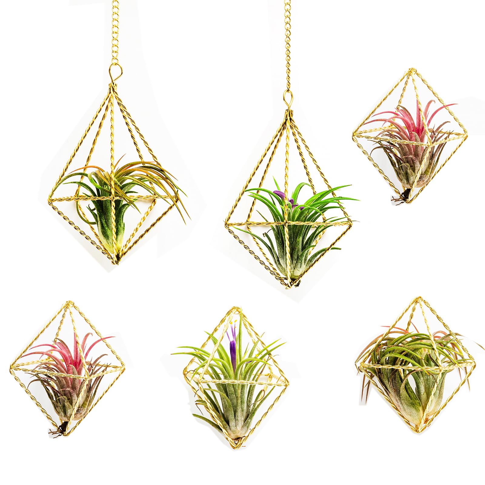 libproqia 6 Pack Hanging Air Plant Holders Geometric Twisted Wire Tillandsia Hangers Metal Air Ferns Containers,2 Small Airplant hangers and 4 Airfern Stands Dsiplay for Himmeli Decor Indoor,Gold