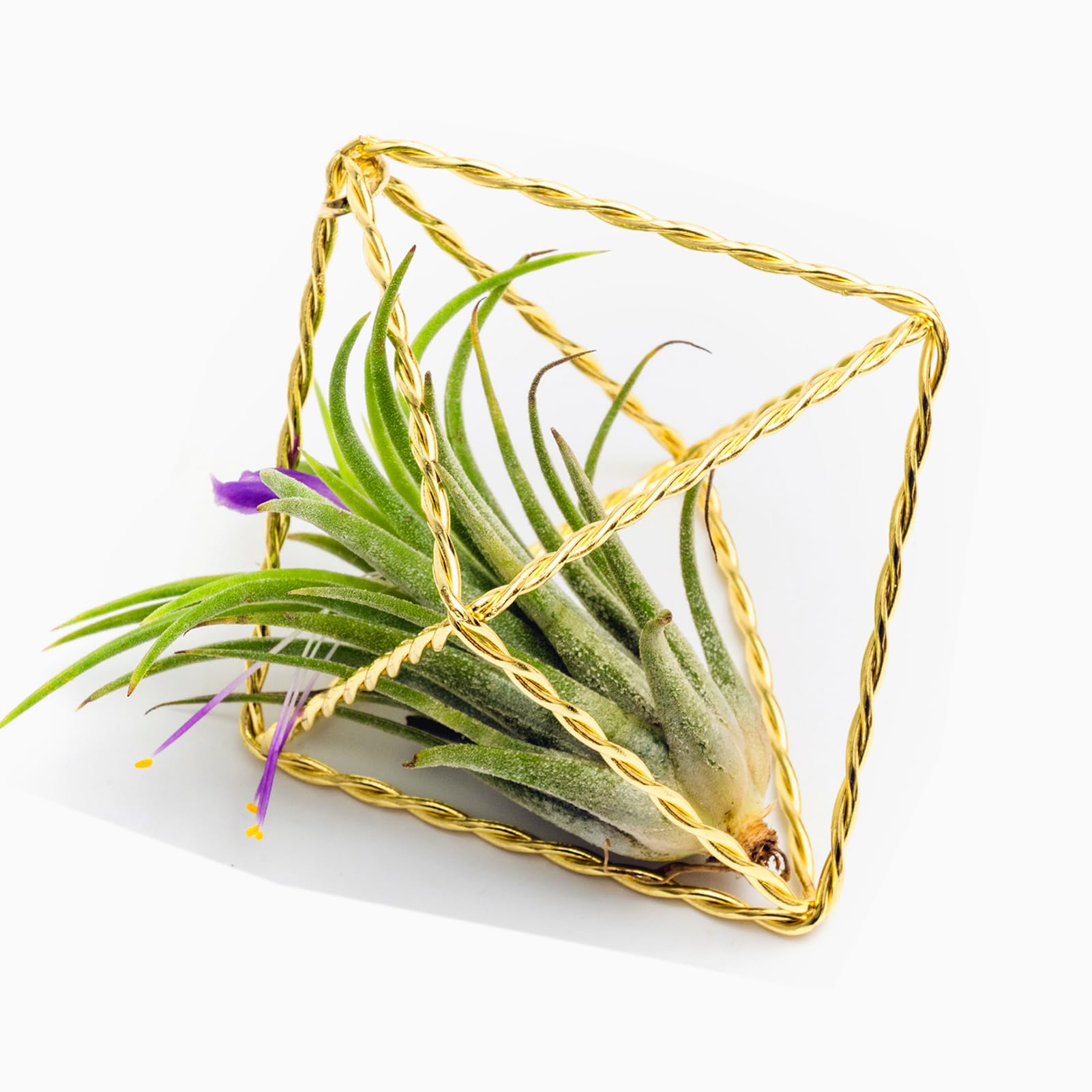 libproqia 6 Pack Hanging Air Plant Holders Geometric Twisted Wire Tillandsia Hangers Metal Air Ferns Containers,2 Small Airplant hangers and 4 Airfern Stands Dsiplay for Himmeli Decor Indoor,Gold