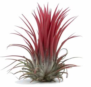 ionantha fuego tillandsia air plants - vibrant 5-pack for easy home decor