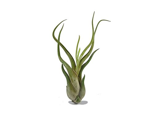 Tillandsia Air Plants, Caput Medusae Plants (Set of 5)