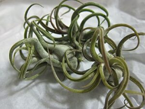 tillandsia air plants, caput medusae plants (set of 5)