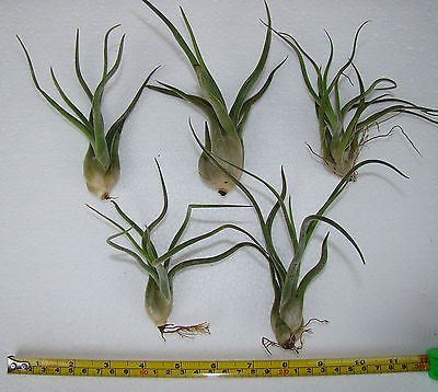 Tillandsia Air Plants, Caput Medusae Plants (Set of 5)