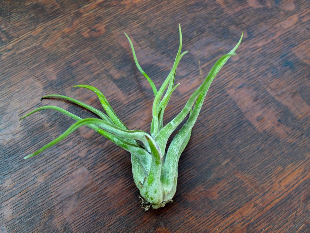 Tillandsia Air Plants, Caput Medusae Plants (Set of 5)