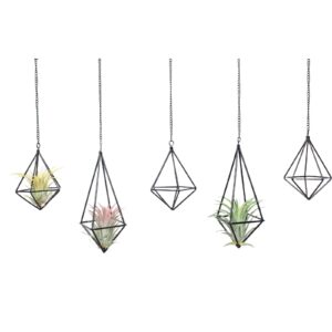 szruizfz tillandsia air plant holder black geometric hanging air plant holders unique for wall decor xerographica air plant hanger for indoor decor himmeli geometric decor (5pcs)