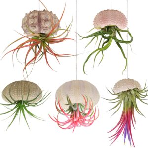 5 pack mini sea urchin shell hanging pot-air plant holder hanging decorative cute tillandsia succulent display container with rustic ropes for home garden beach theme party wall indoor outdoor decors