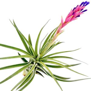 air plants - 1 aeranthos - 3 to 5 inch air plant - color & form varies by season - 30 day guarantee on tillandsia from the drunken gnome (1, one size 3-5")