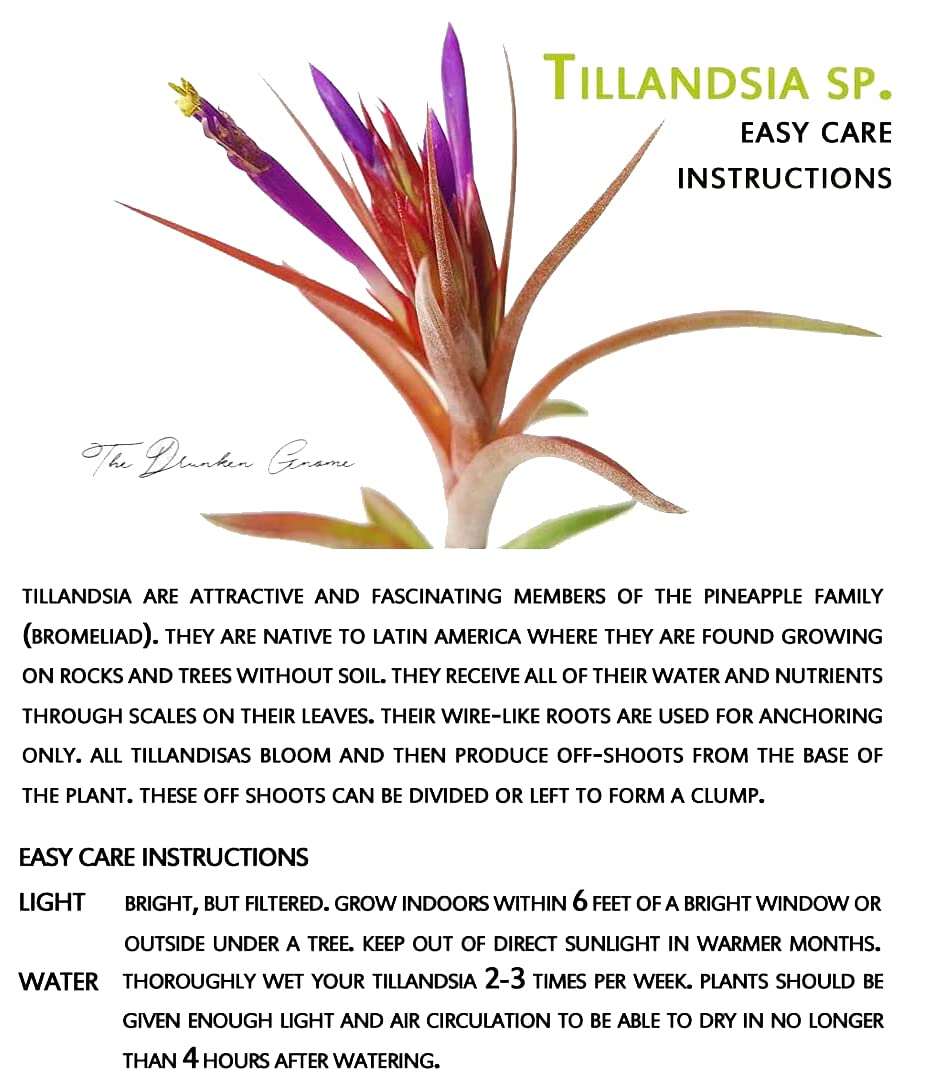 Air Plants - 1 Aeranthos - 3 to 5 Inch Air Plant - Color & Form Varies by Season - 30 Day Guarantee on Tillandsia from The Drunken Gnome (1, One Size 3-5")