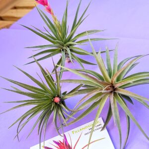 Air Plants - 1 Aeranthos - 3 to 5 Inch Air Plant - Color & Form Varies by Season - 30 Day Guarantee on Tillandsia from The Drunken Gnome (1, One Size 3-5")