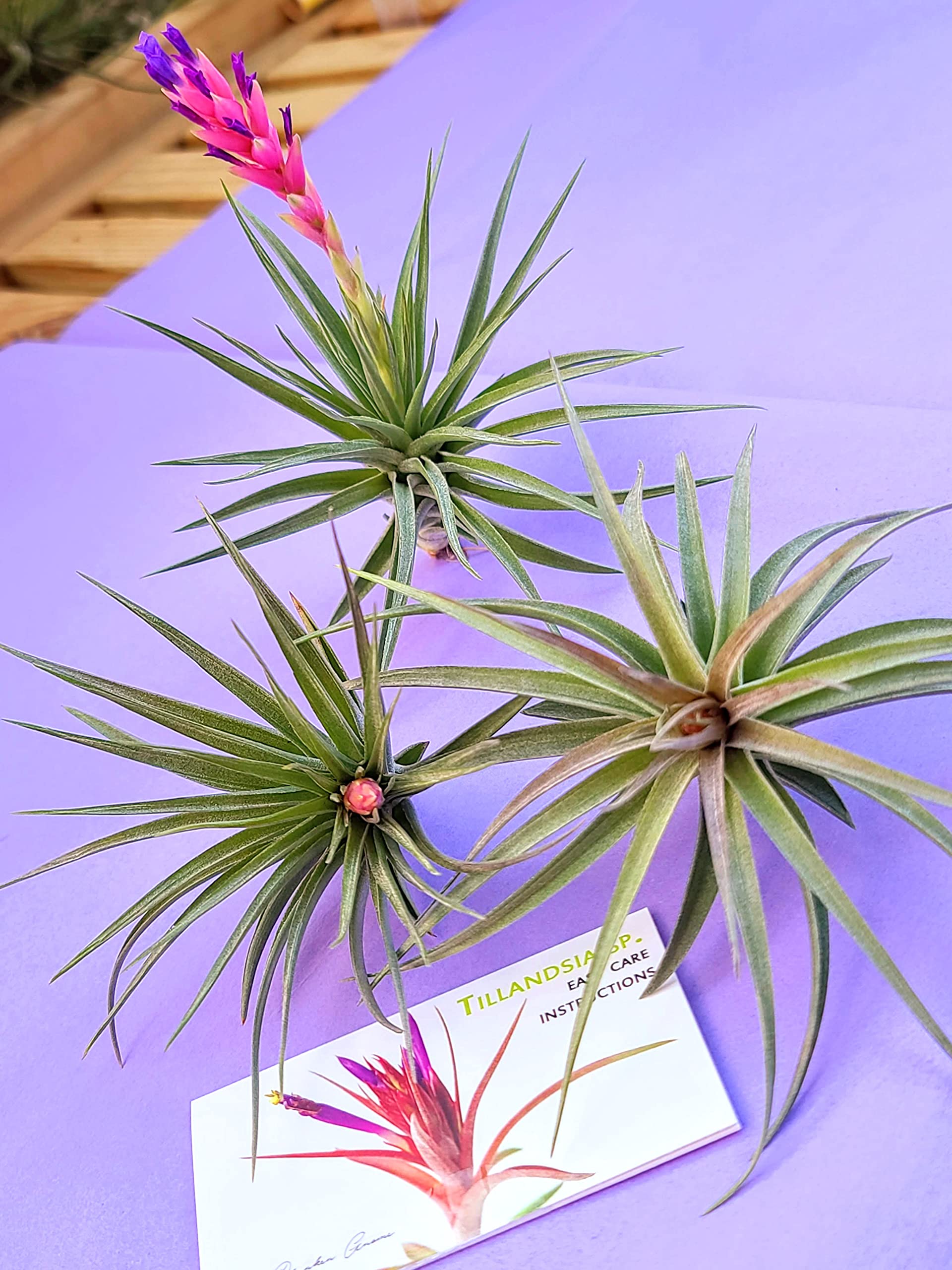 Air Plants - 1 Aeranthos - 3 to 5 Inch Air Plant - Color & Form Varies by Season - 30 Day Guarantee on Tillandsia from The Drunken Gnome (1, One Size 3-5")